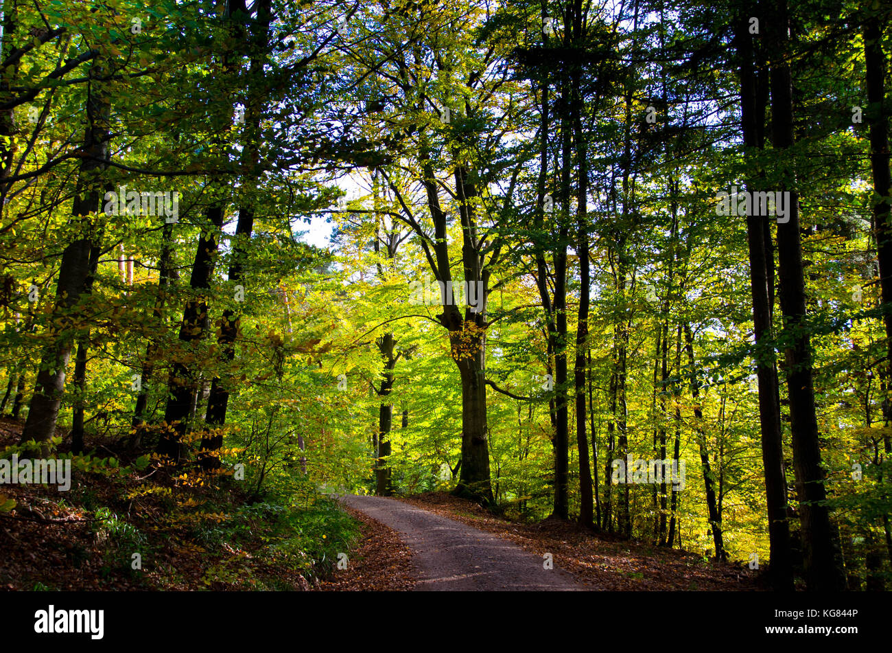 Tracking path in the Black forest in late autumn, near Wallburg Stock ...