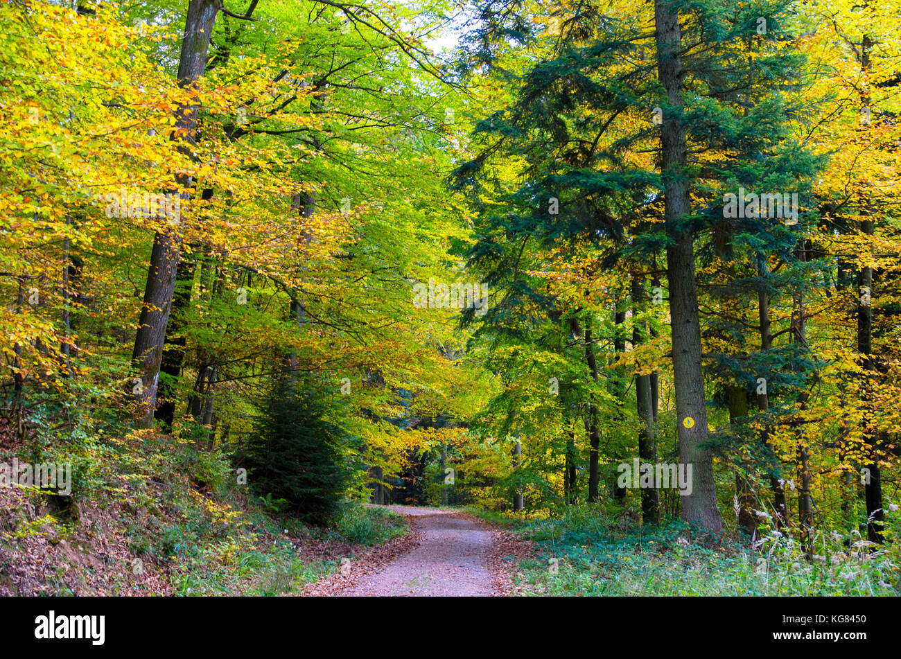 Tracking path in the Black forest in late autumn, near Wallburg Stock ...