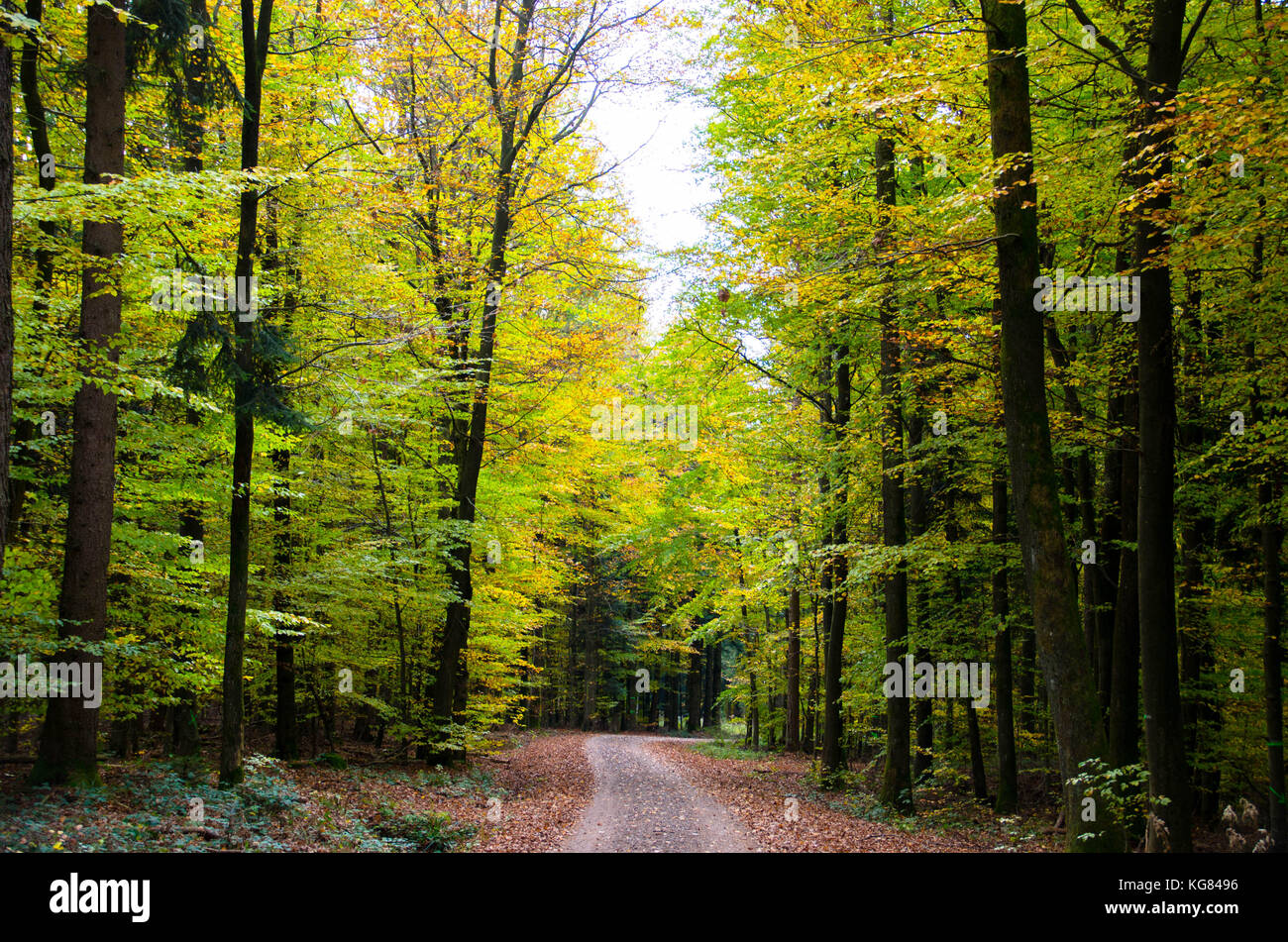 Tracking path in the Black forest in late autumn, near Wallburg Stock ...