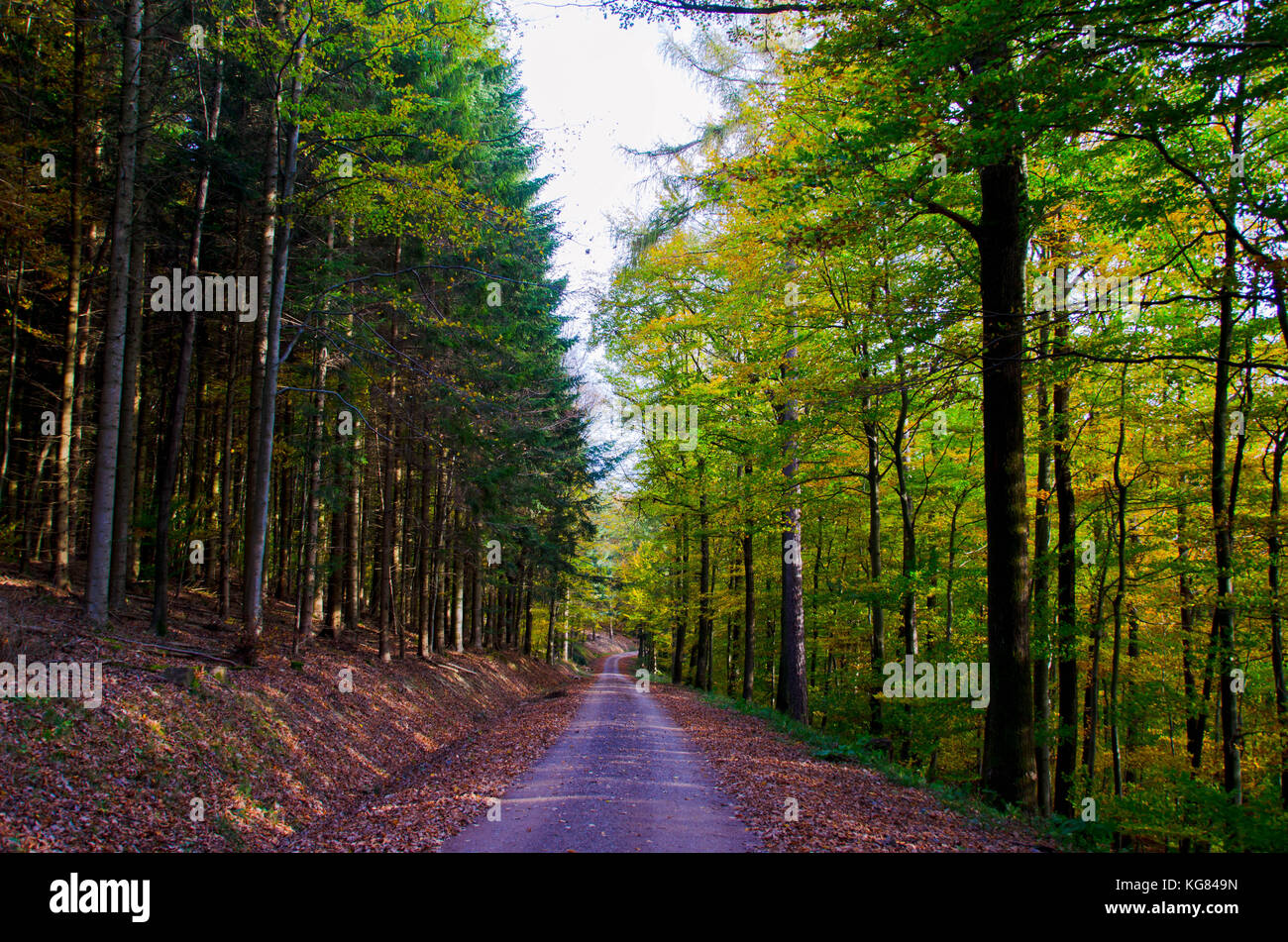 Tracking path in the Black forest in late autumn, near Wallburg Stock ...