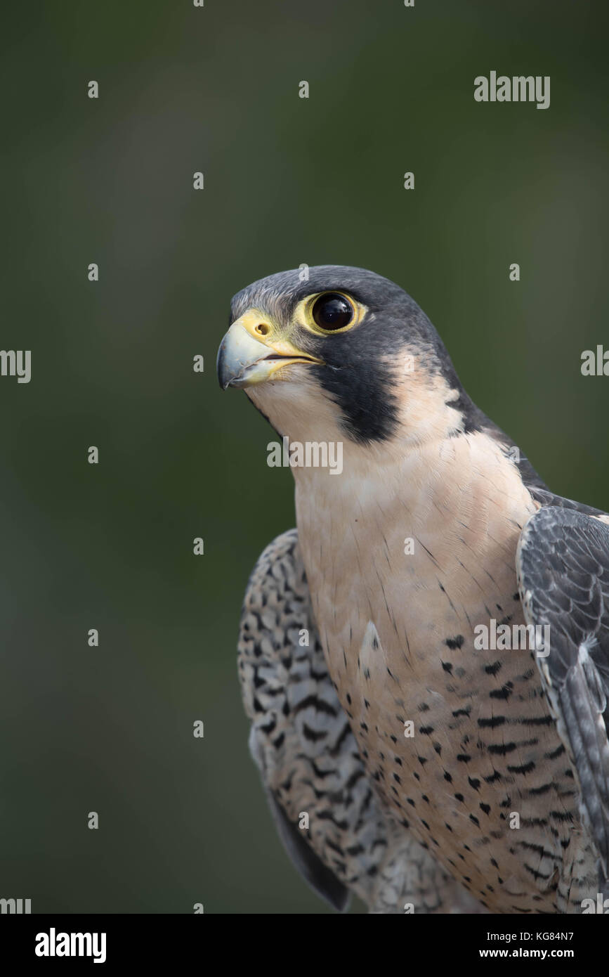 Peregrine Falcon, (Falco peregrinus), Wildlife rescue Inc., New Mexico ...