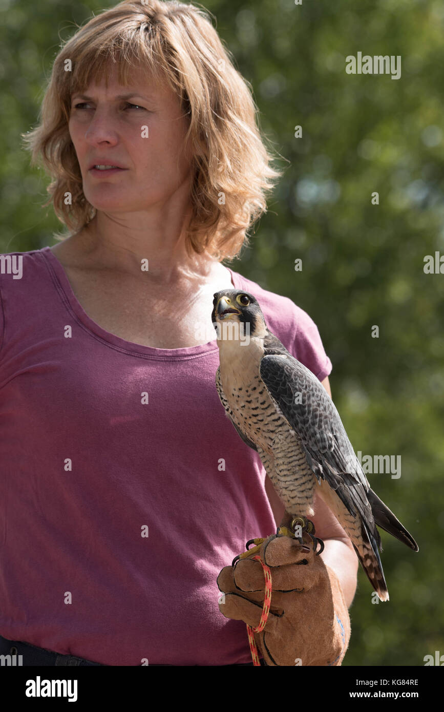 Peregrine Falcon, (Falco peregrinus), being displayed at the Rio Grande ...