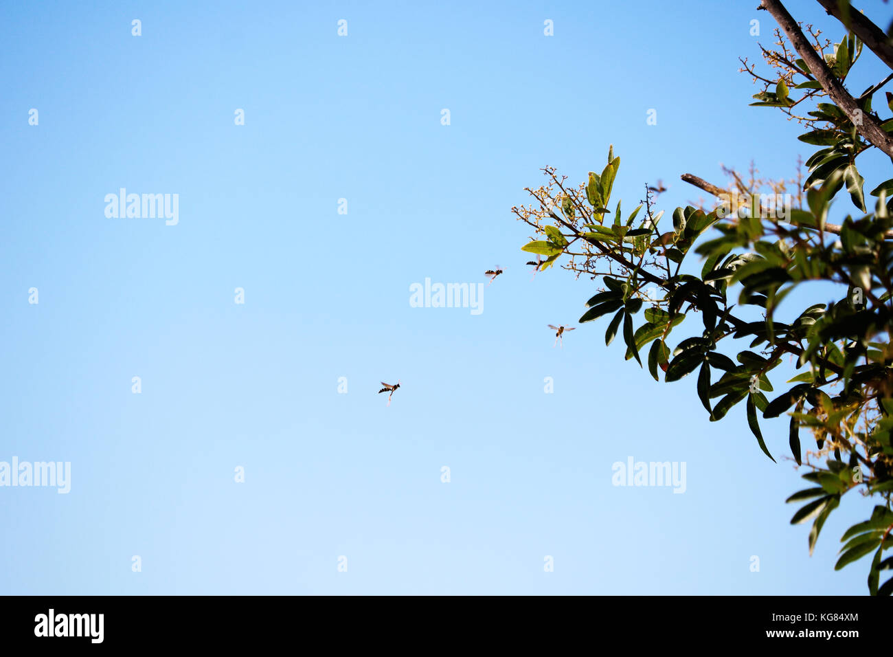 insects fly on a plant Stock Photo - Alamy