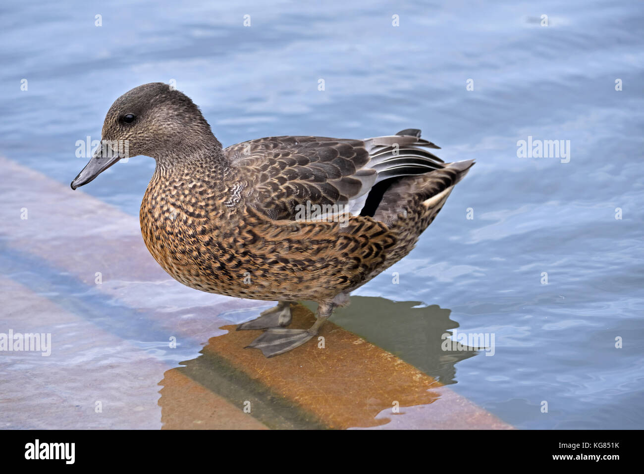 Falcated Duck Flying