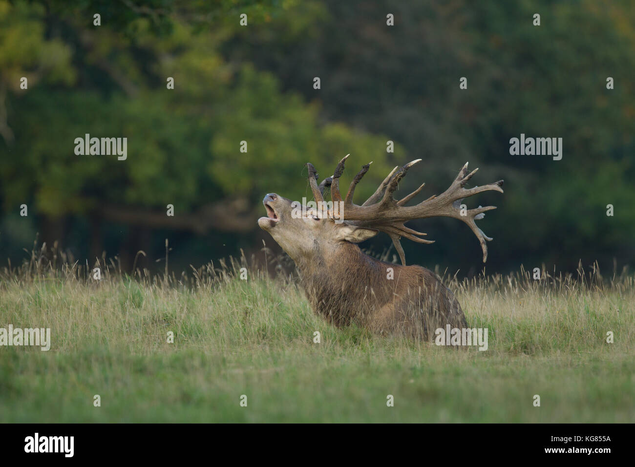 Red deer Rutting season Stock Photo - Alamy