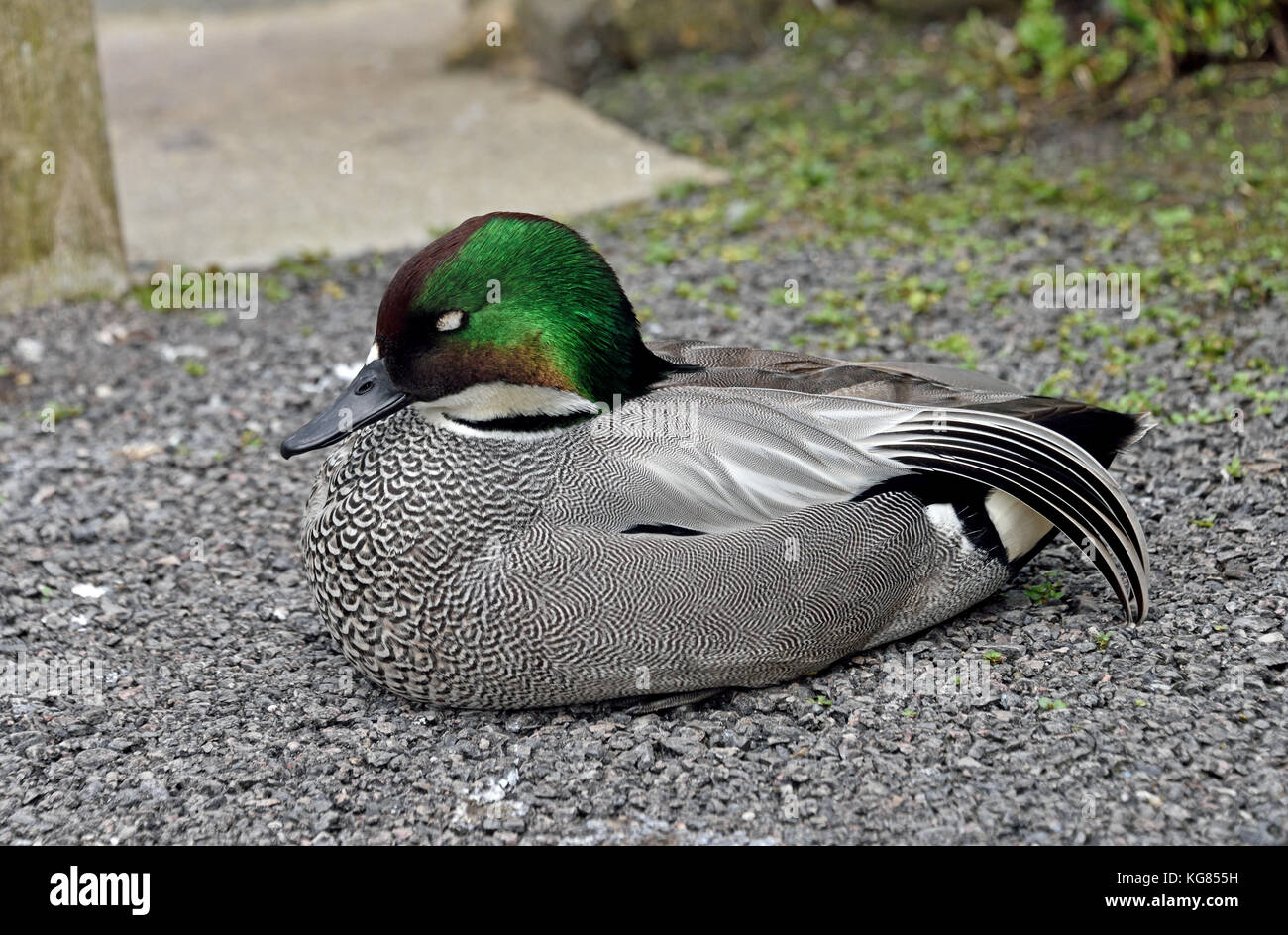 Falcated duck hi-res stock photography and images - Alamy