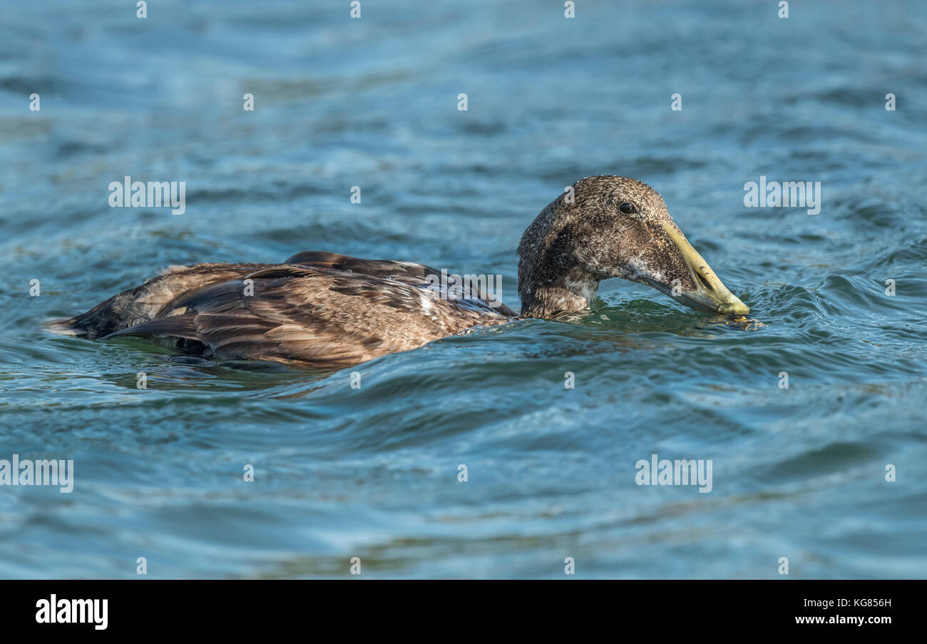 Eider eating hi-res stock photography and images - Alamy