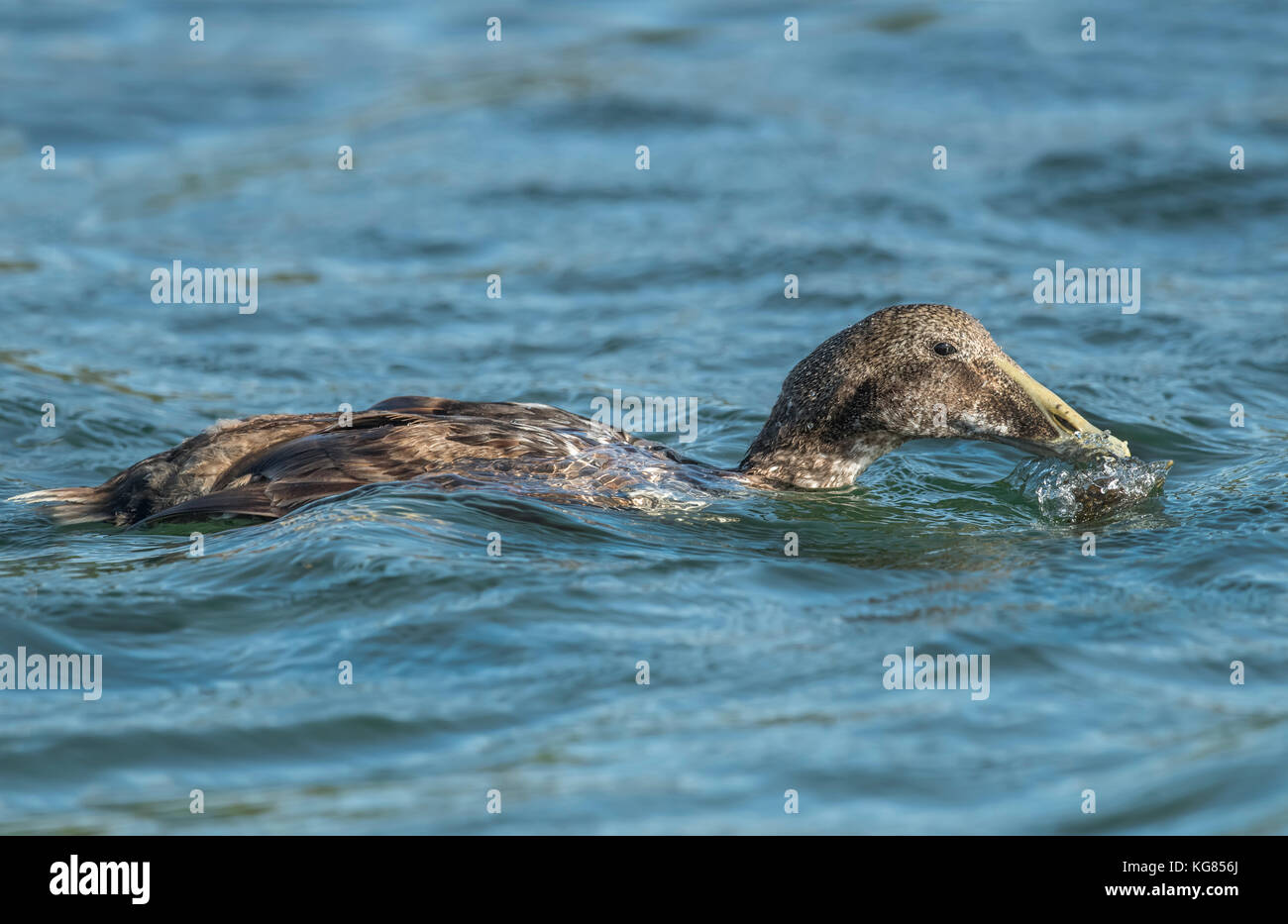 Eider duck, in the sea eating a crab, close up Stock Photo - Alamy