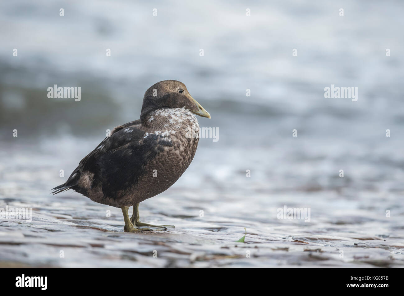 Eider duck, standing on a path down to the sea, close up Stock Photo ...