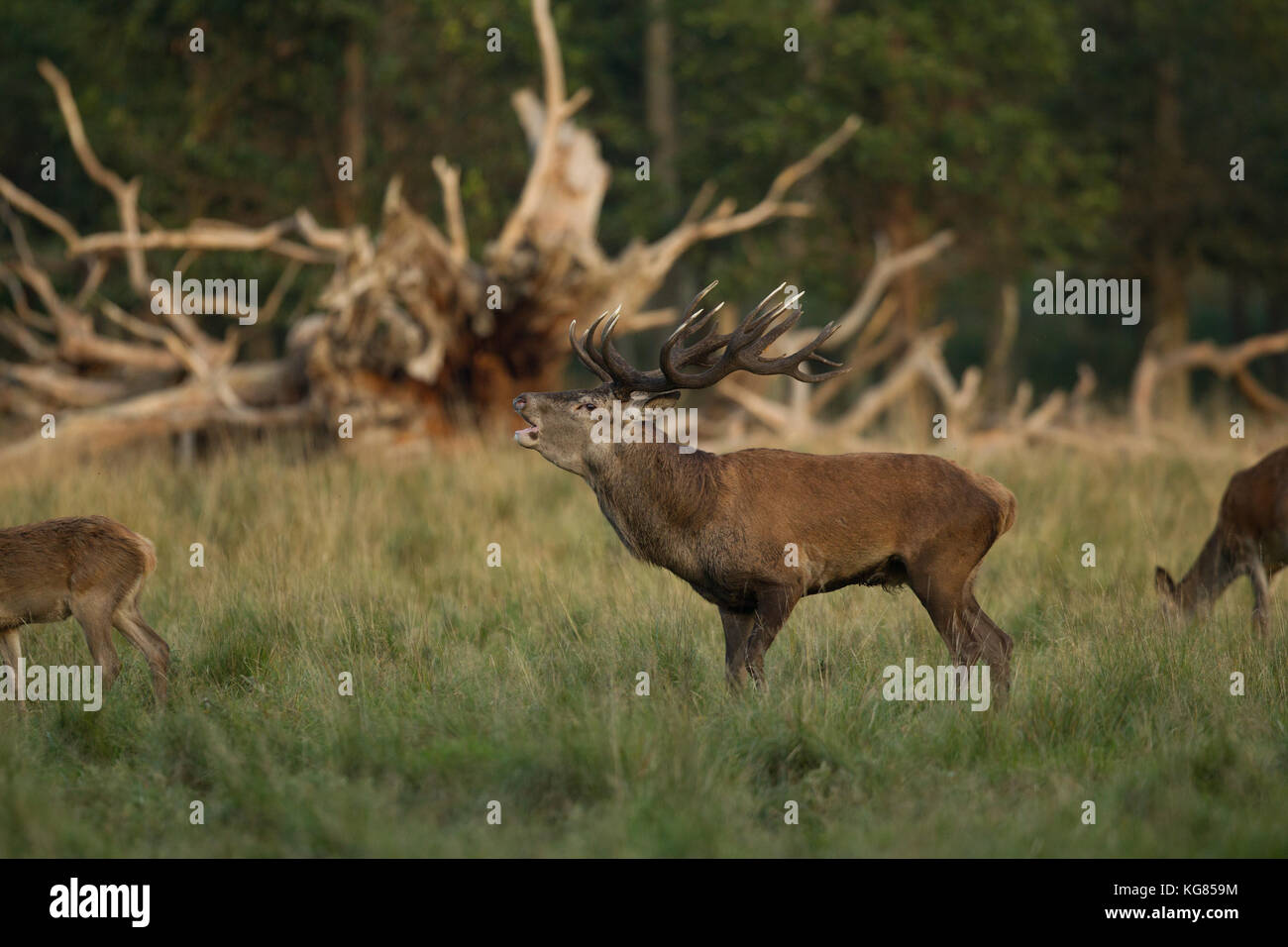 Red deer Rutting season Stock Photo - Alamy