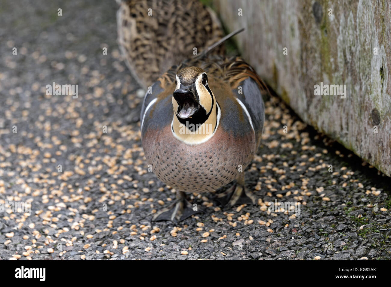 Aggressive duck hi-res stock photography and images - Alamy
