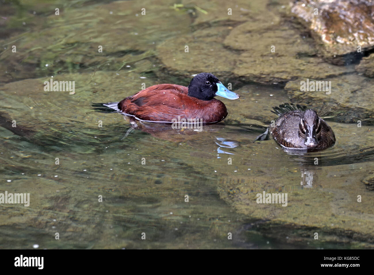 Argentine lake duck hi-res stock photography and images - Alamy