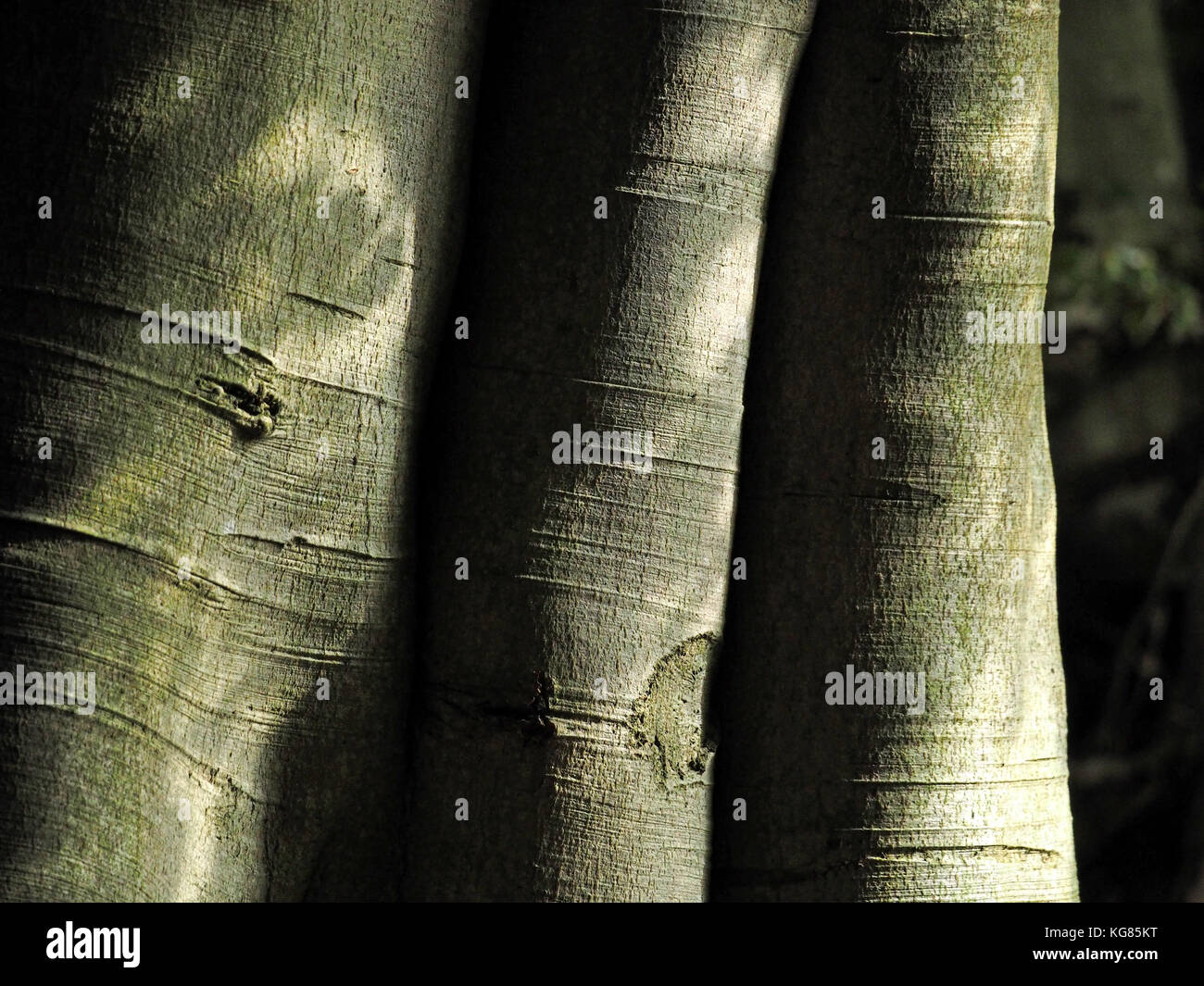 side lighting on fluted grey gray trunk of a venerable beech tree ...