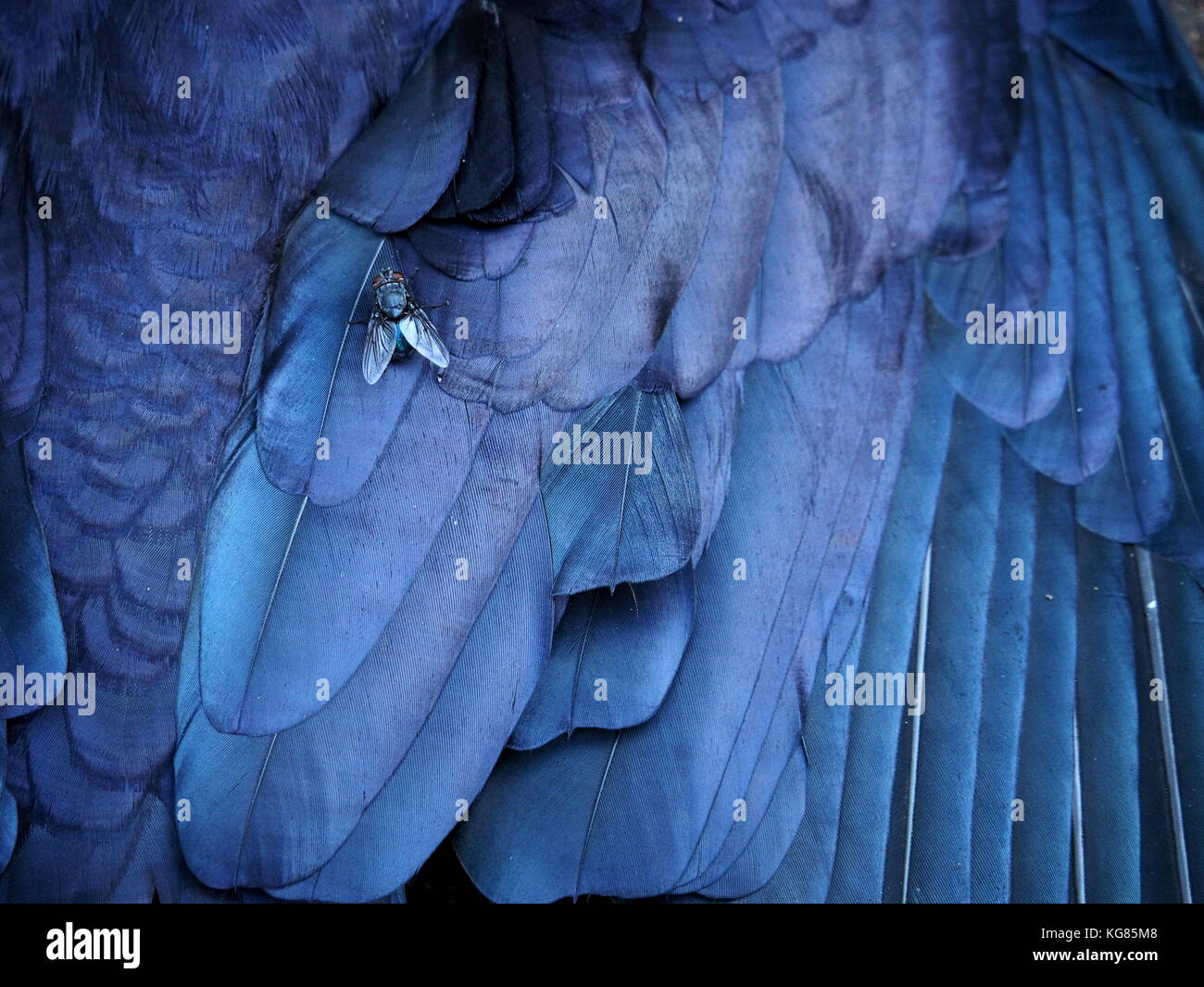 iridescent blue, black and violet plumage of a dead rook in Cumbria ...