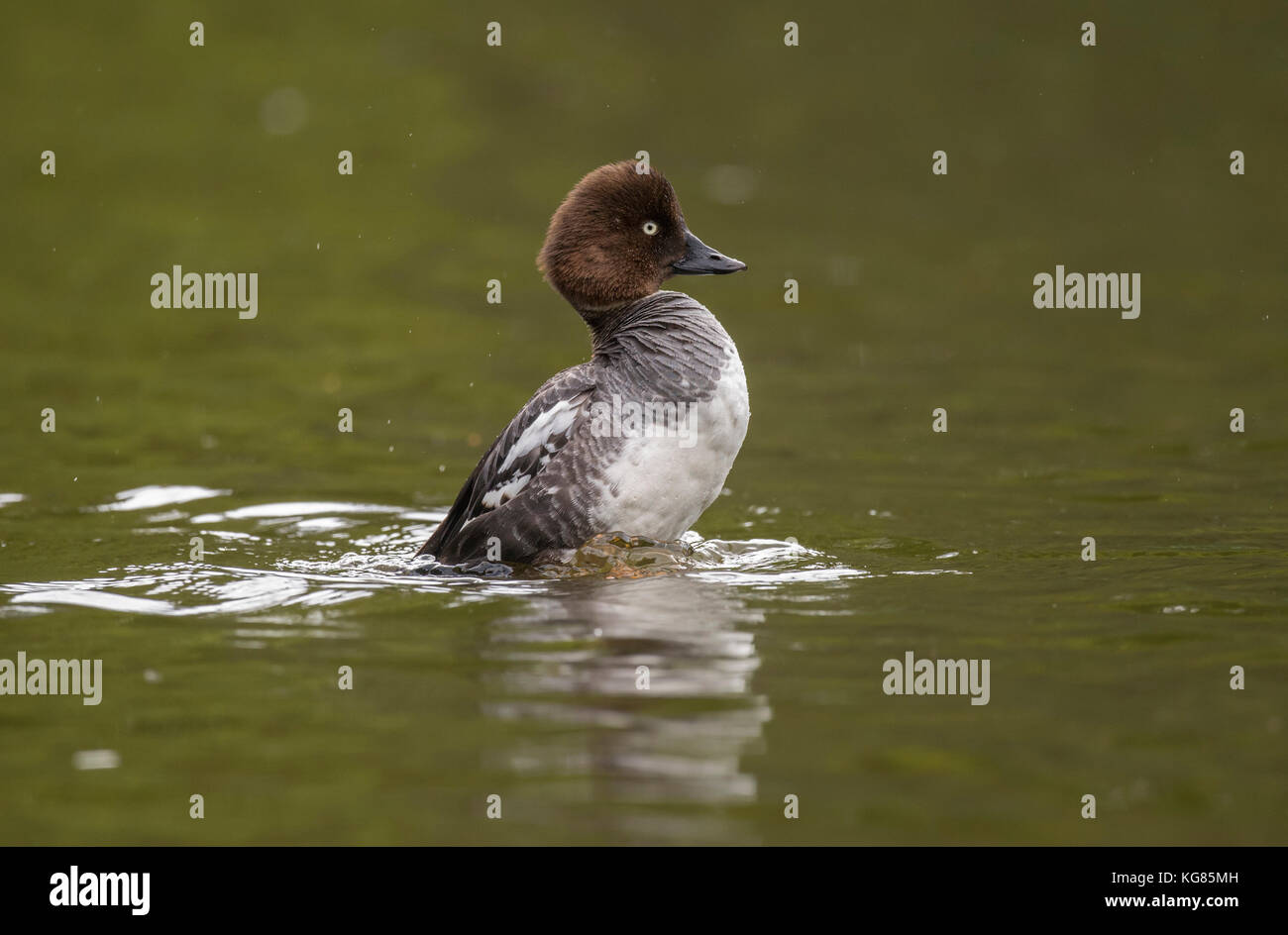 Goldeneye duck, female, displaying in a pond Stock Photo - Alamy