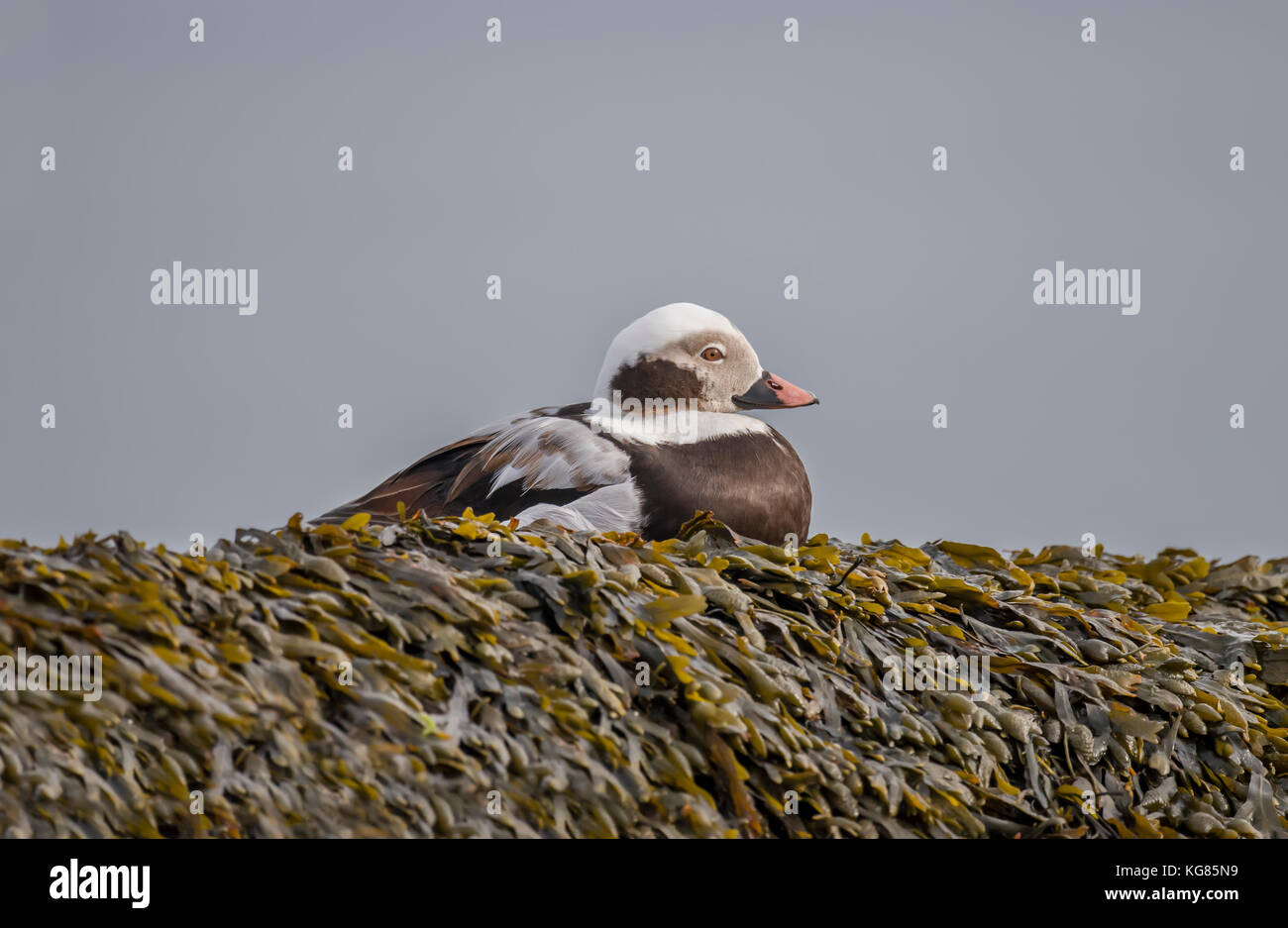 Long tailed duck uk hi-res stock photography and images - Alamy