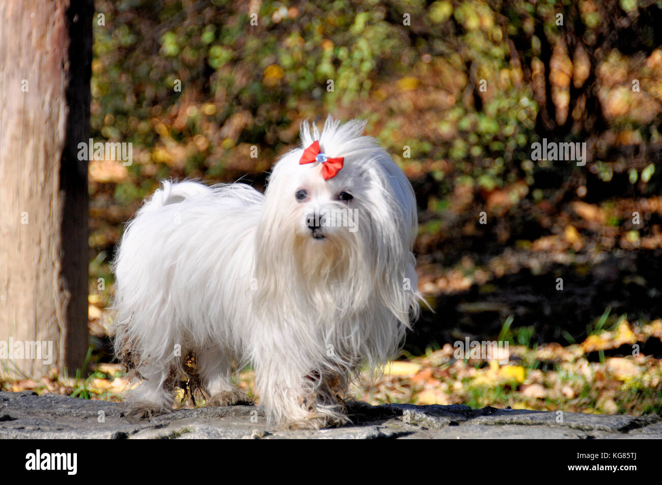 Small dog maltezer, in the autumn forest Stock Photo - Alamy