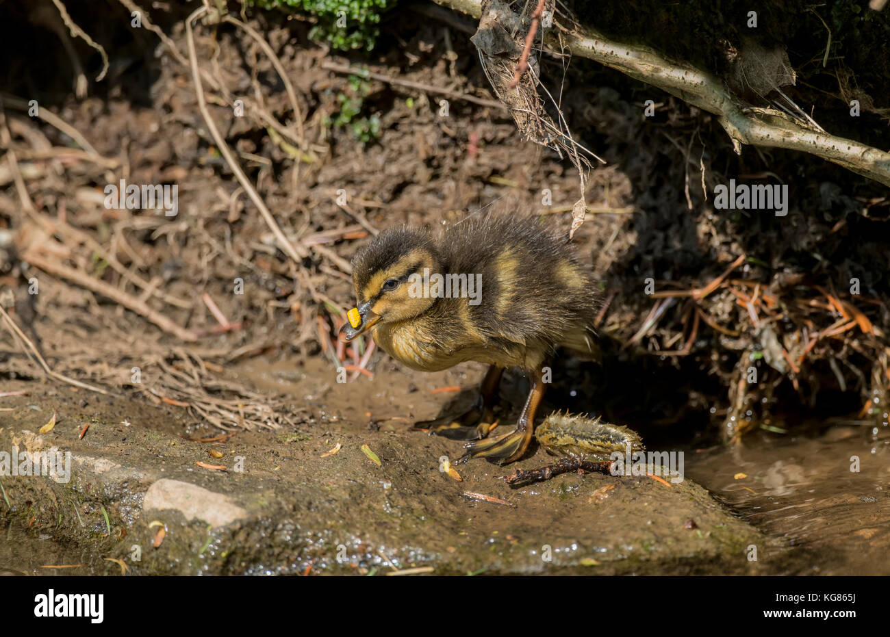 Burn duck hi-res stock photography and images - Alamy