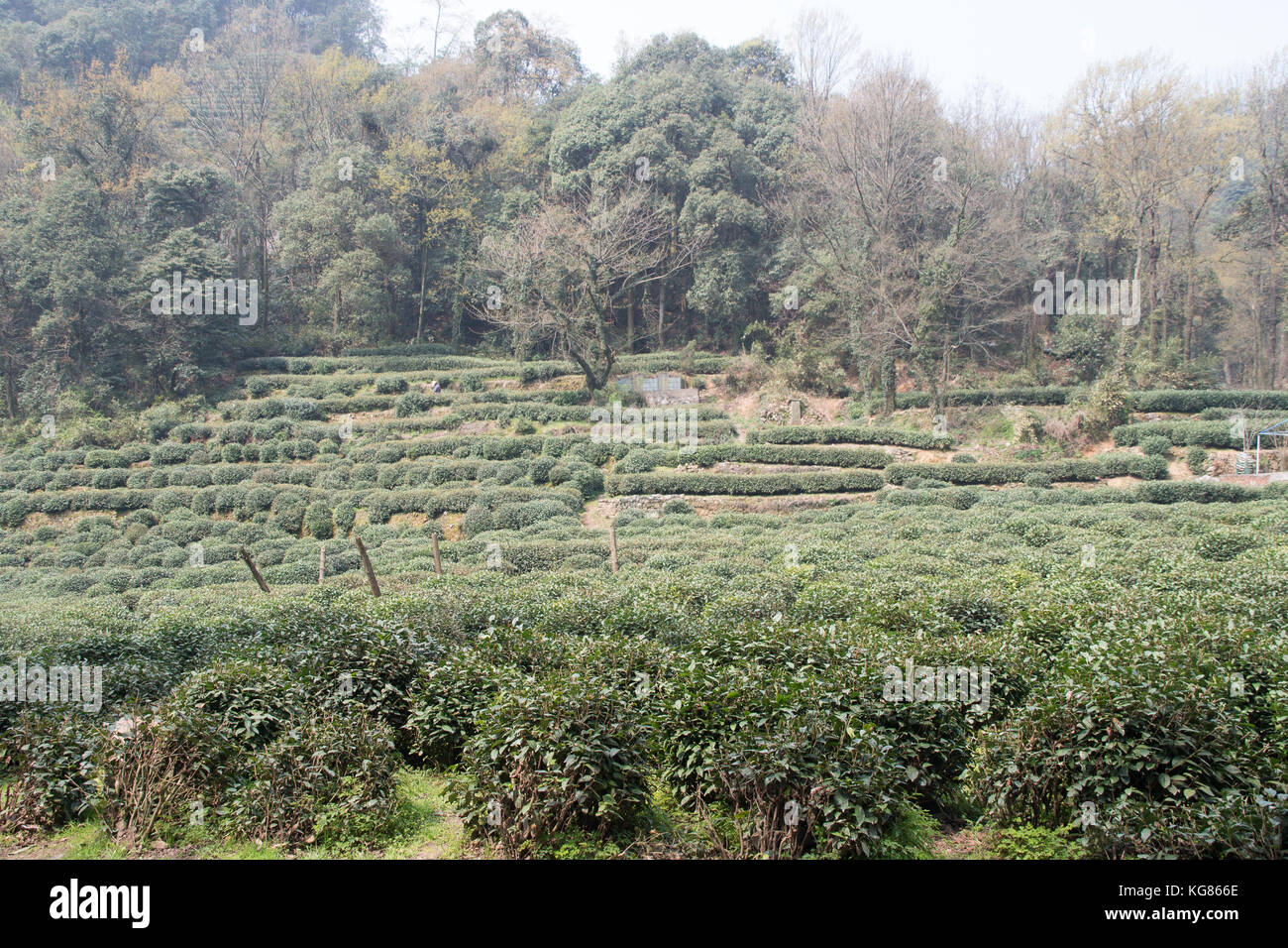 Longjing Dragon Well Tea fields on hillside in Longjing Village ...