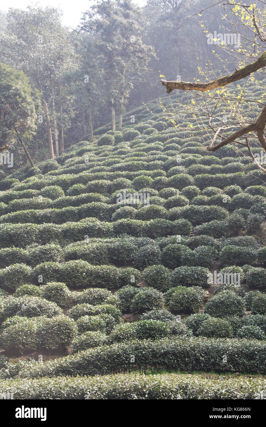 Longjing Dragon Well Tea fields on hillside in Longjing Village ...