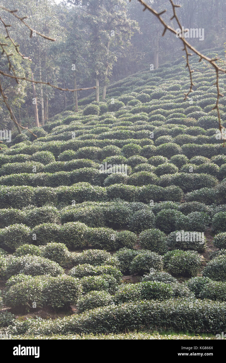 Longjing Dragon Well Tea fields on hillside in Longjing Village ...