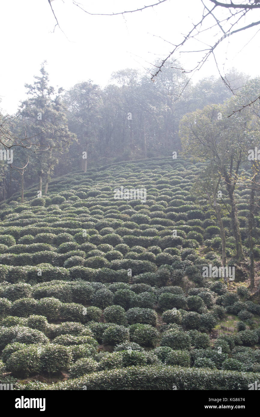 Longjing Dragon Well Tea fields on hillside in Longjing Village ...