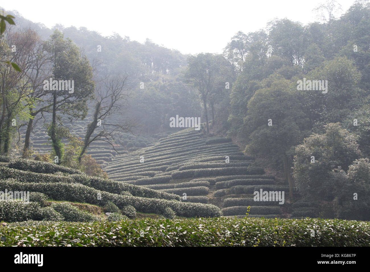 Longjing Dragon Well Tea fields on hillside in Longjing Village ...