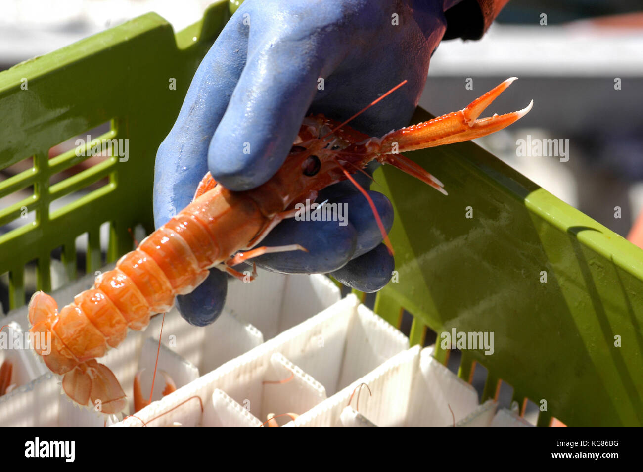 Scottish langoustines hi-res stock photography and images - Alamy
