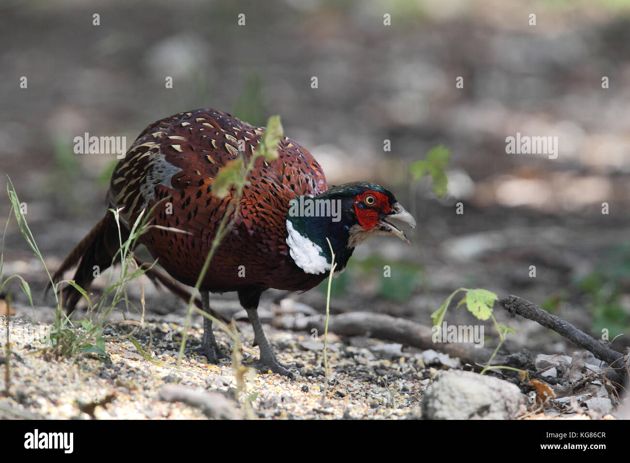 Common pheasant - hunting prey Stock Photo - Alamy