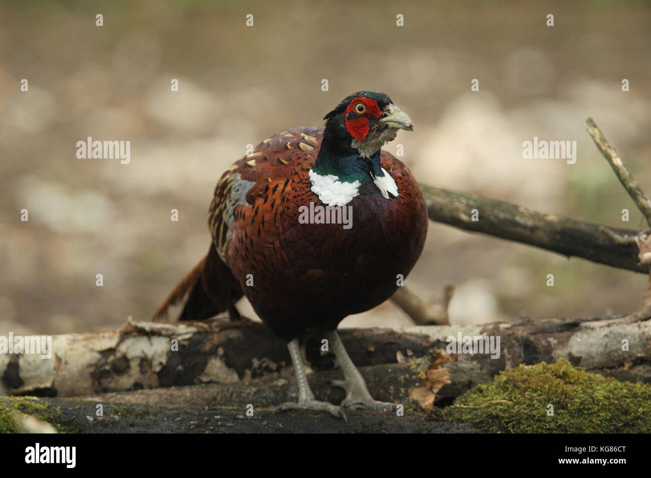 Common pheasant - hunting prey Stock Photo - Alamy