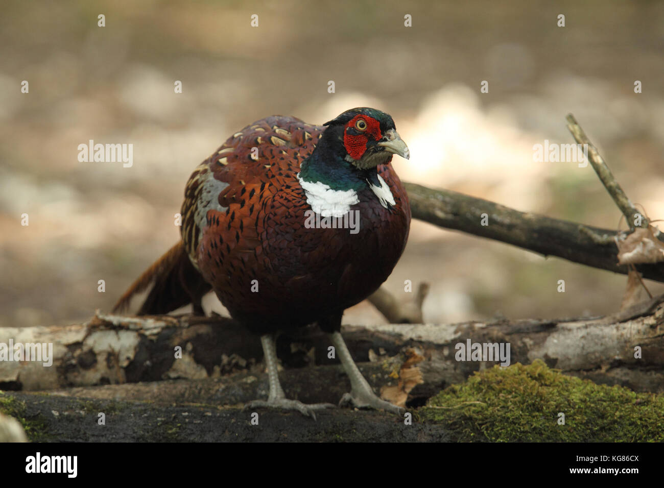 Common pheasant - hunting prey Stock Photo - Alamy