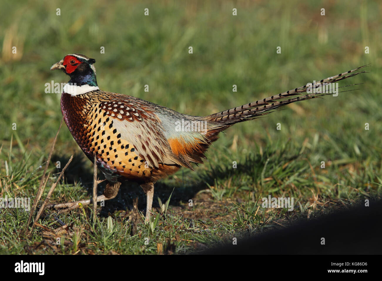 Common pheasant - hunting prey Stock Photo - Alamy