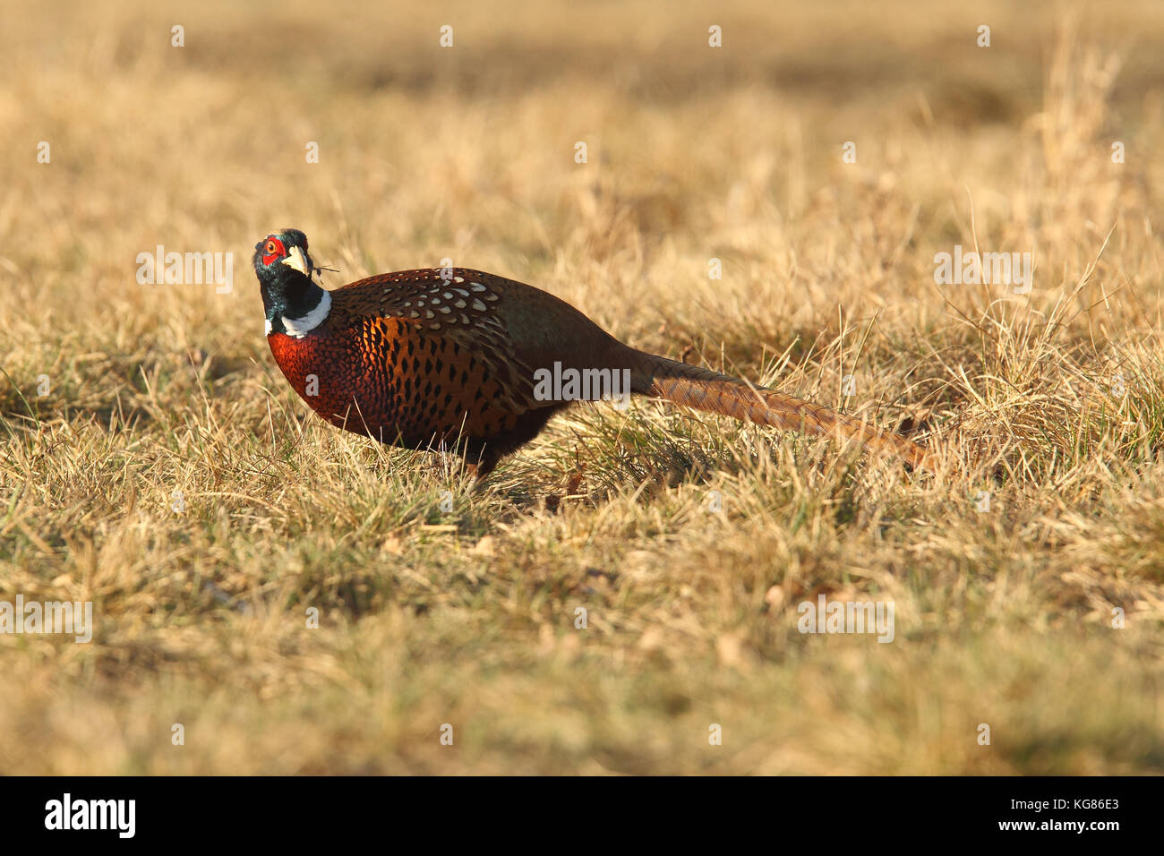 Common pheasant - hunting prey Stock Photo - Alamy