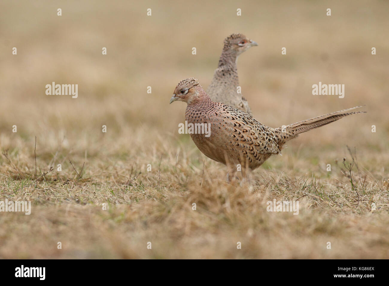 Common pheasant - hunting prey Stock Photo - Alamy