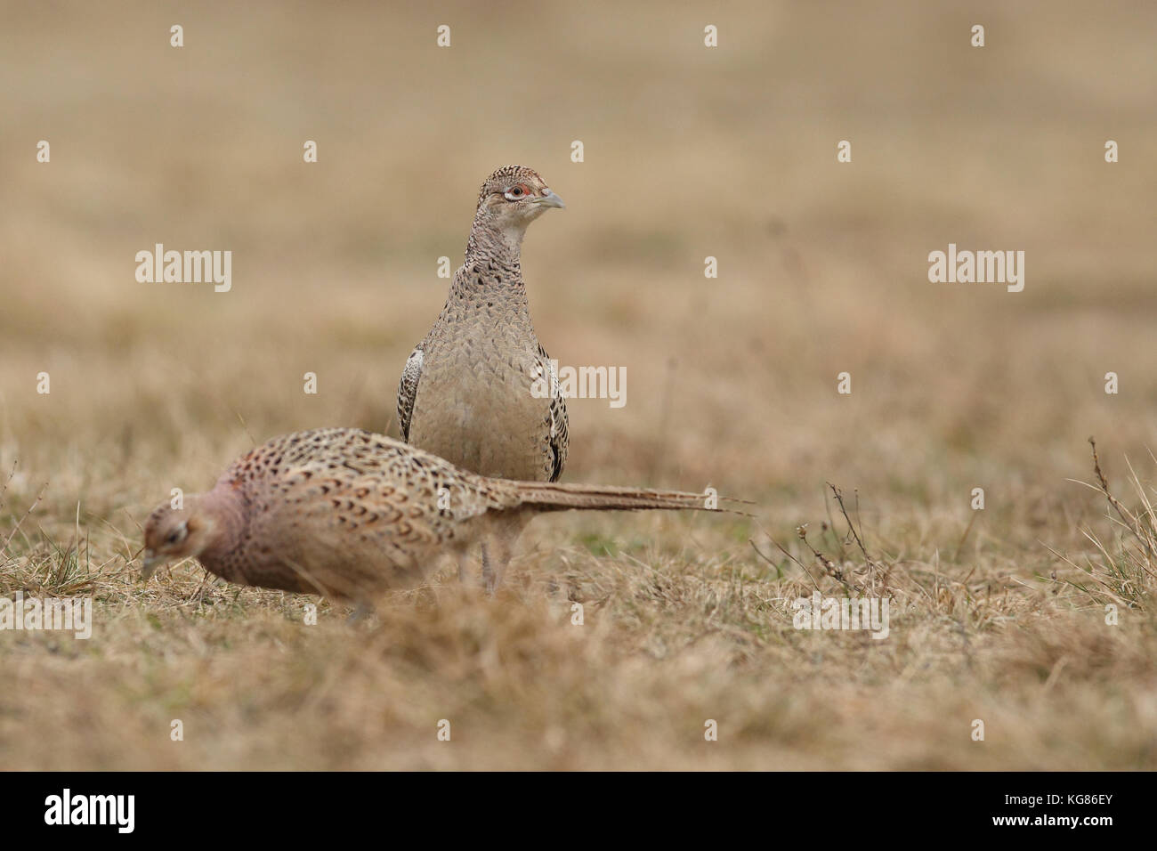 Pheasant hunting hi-res stock photography and images - Alamy