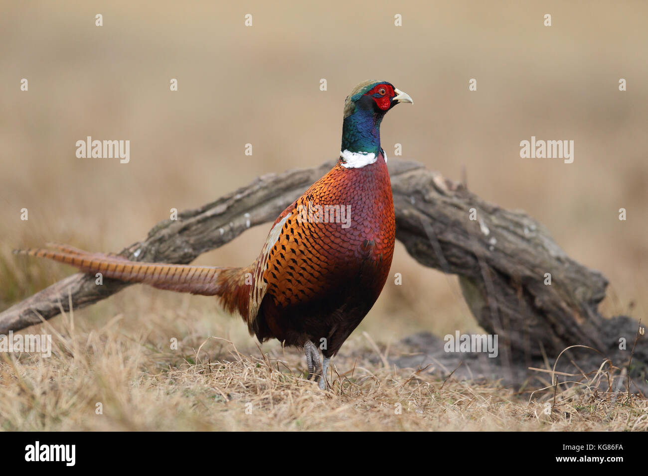 Common pheasant - hunting prey Stock Photo - Alamy