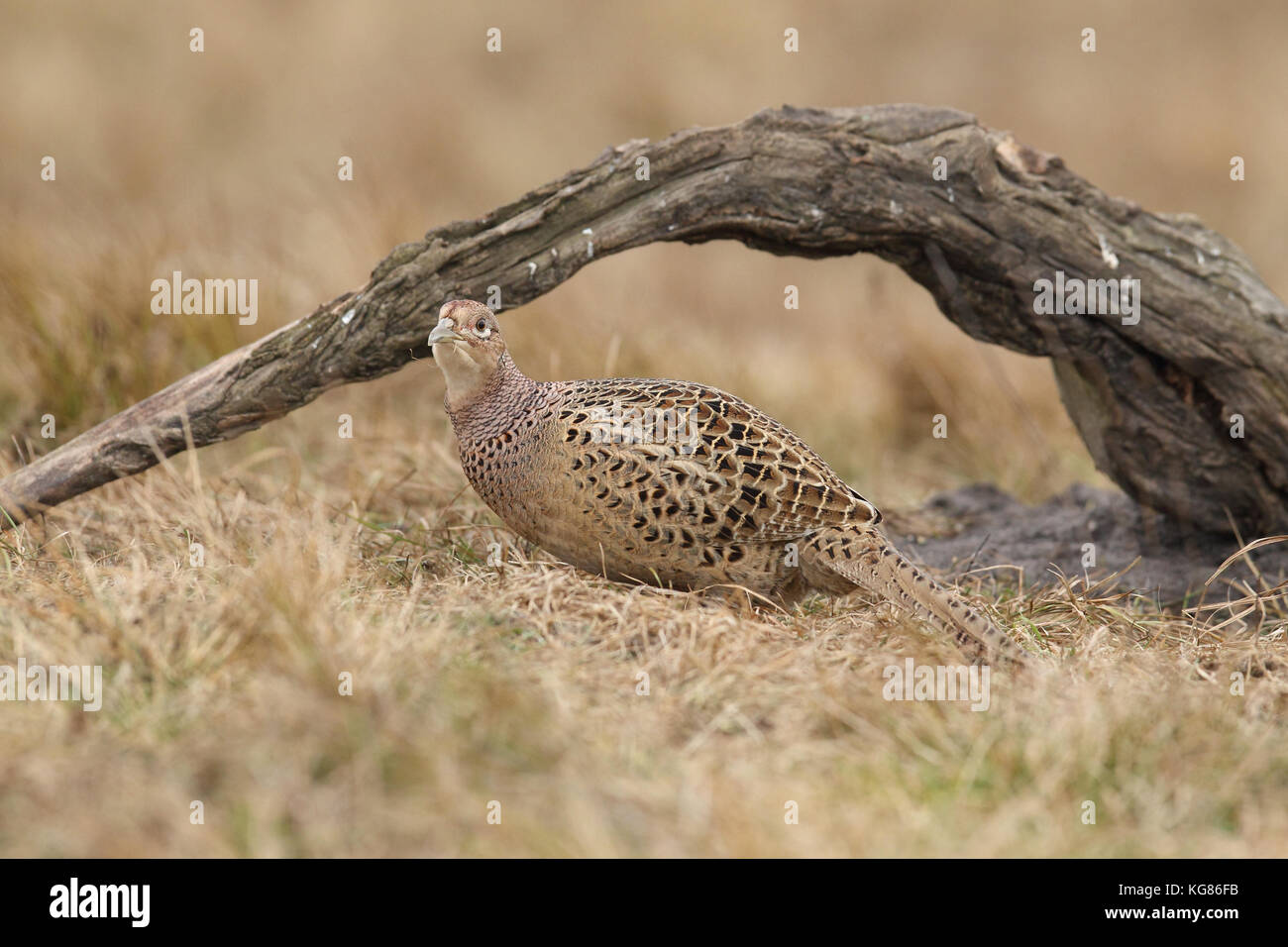 Common pheasant - hunting prey Stock Photo - Alamy