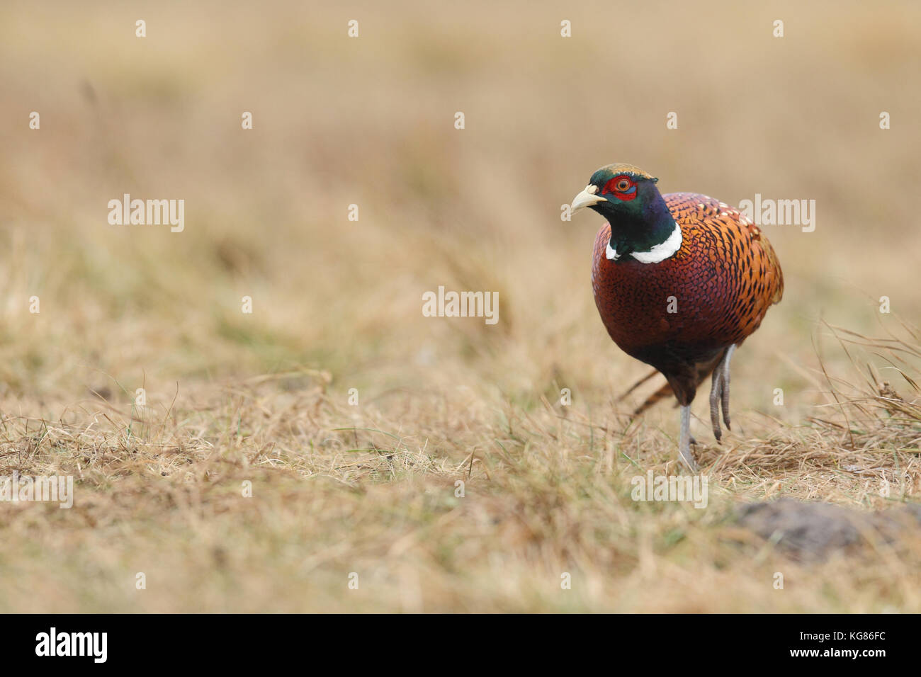 Common pheasant - hunting prey Stock Photo - Alamy