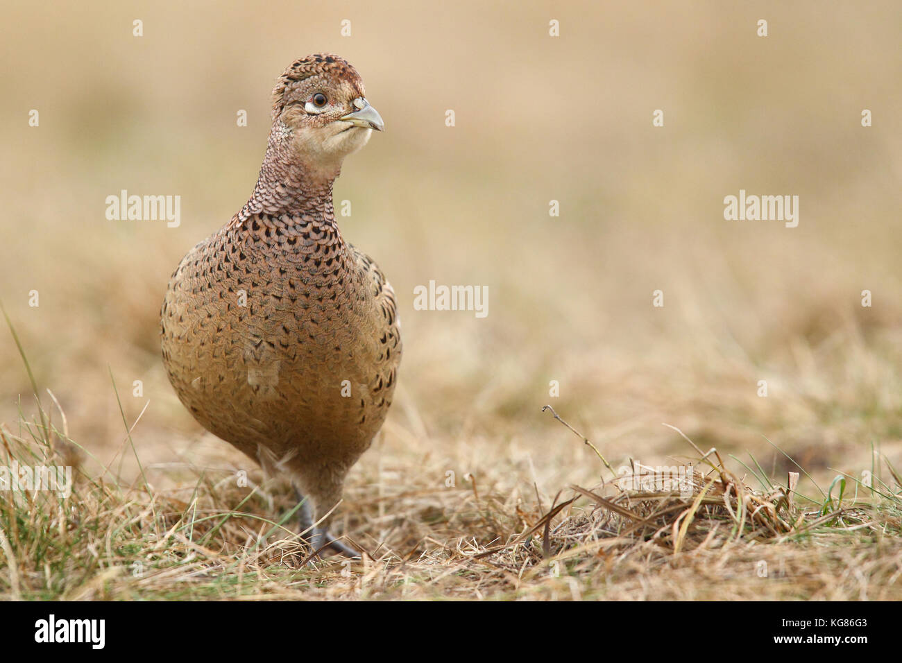 Common pheasant - hunting prey Stock Photo - Alamy