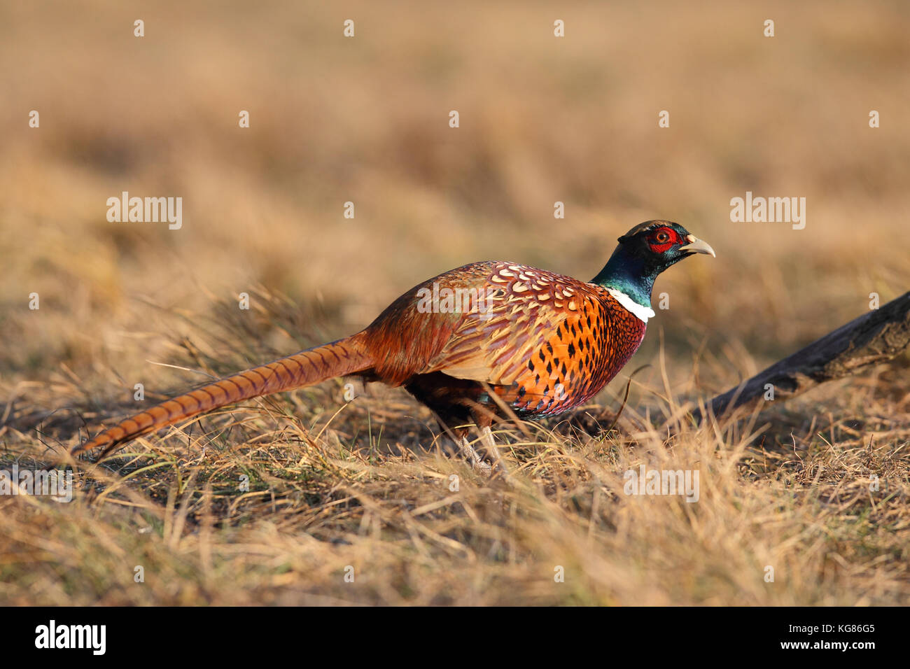 Pheasant hunting hi-res stock photography and images - Alamy