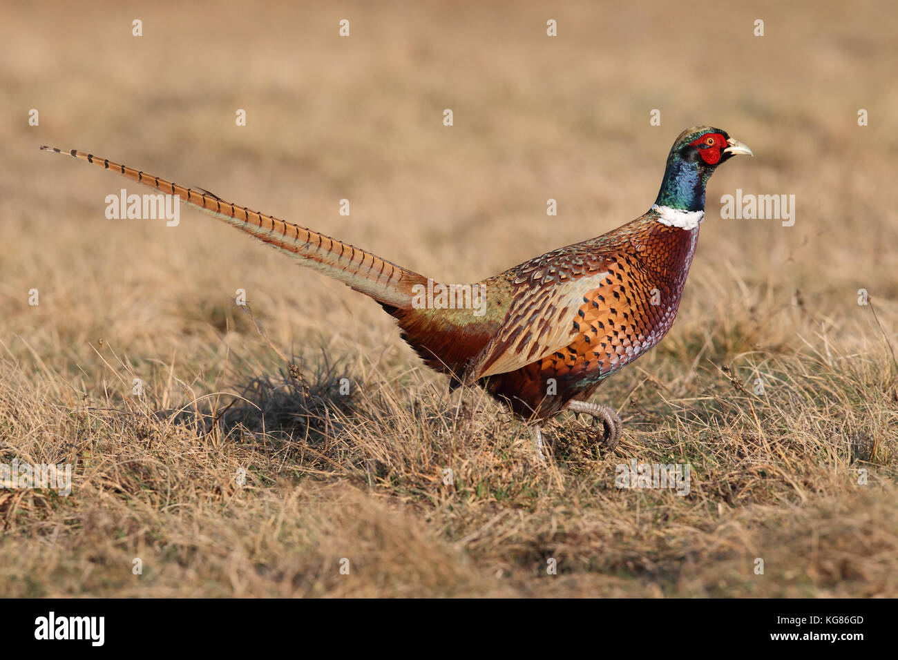 Common pheasant - hunting prey Stock Photo - Alamy