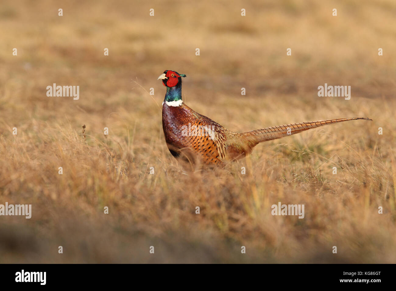 Pheasant hunting hi-res stock photography and images - Alamy