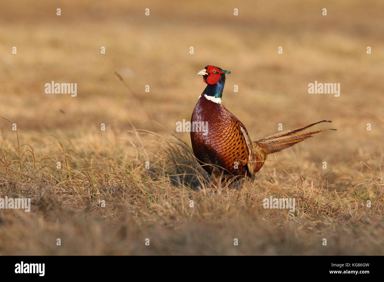 Common pheasant - hunting prey Stock Photo - Alamy