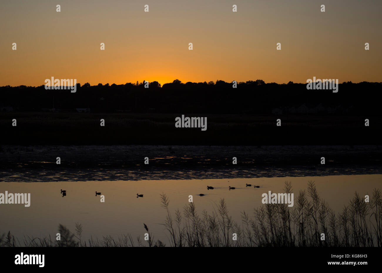 Ducks swim in the tidal marsh as the sun sets in North Haven ...