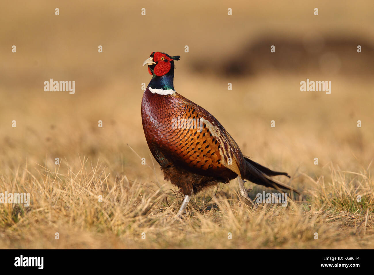 Common pheasant - hunting prey Stock Photo - Alamy