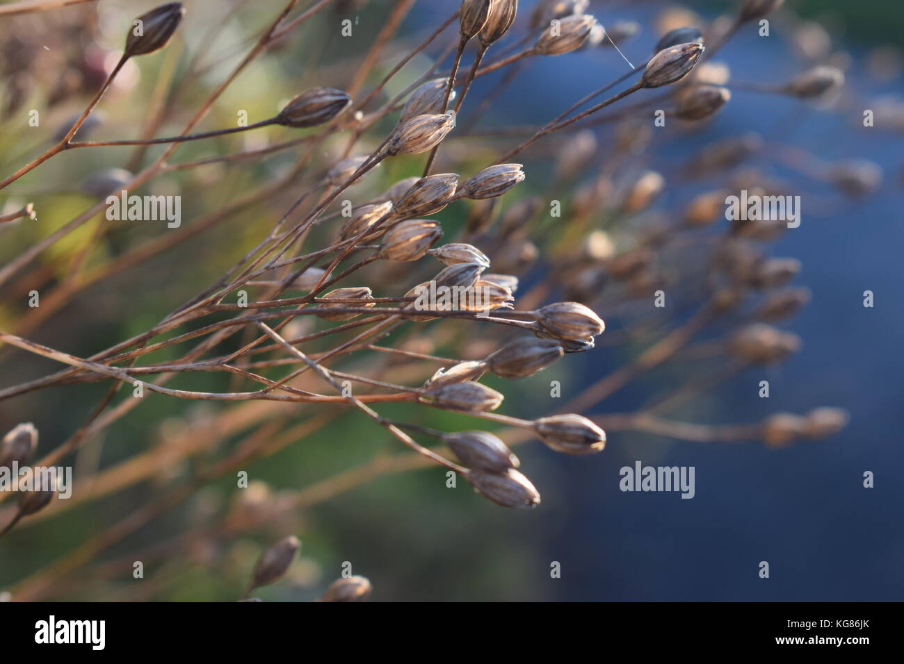 Hibernating plants hi-res stock photography and images - Alamy