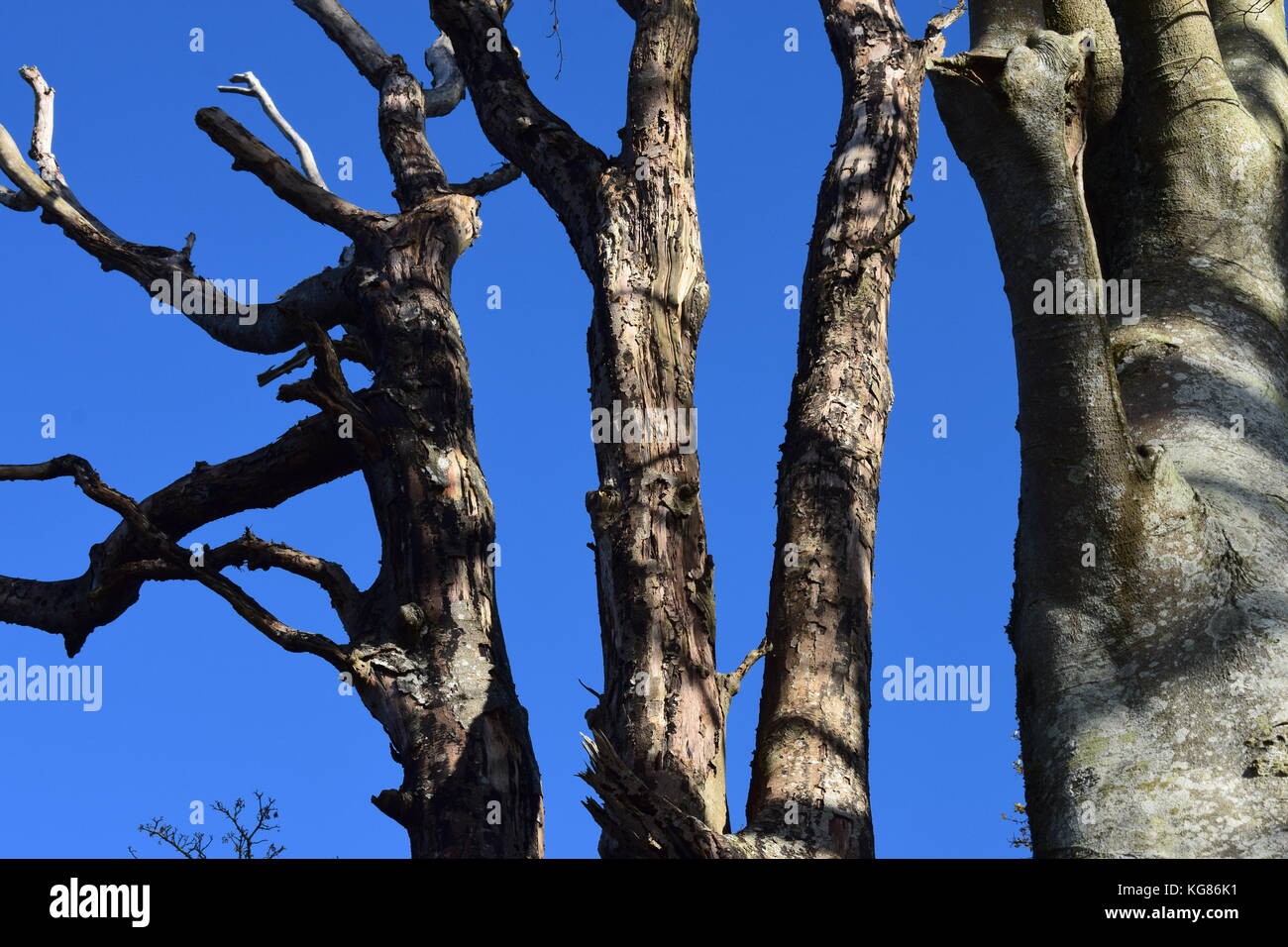 Dead tree at blue sky hi-res stock photography and images - Alamy