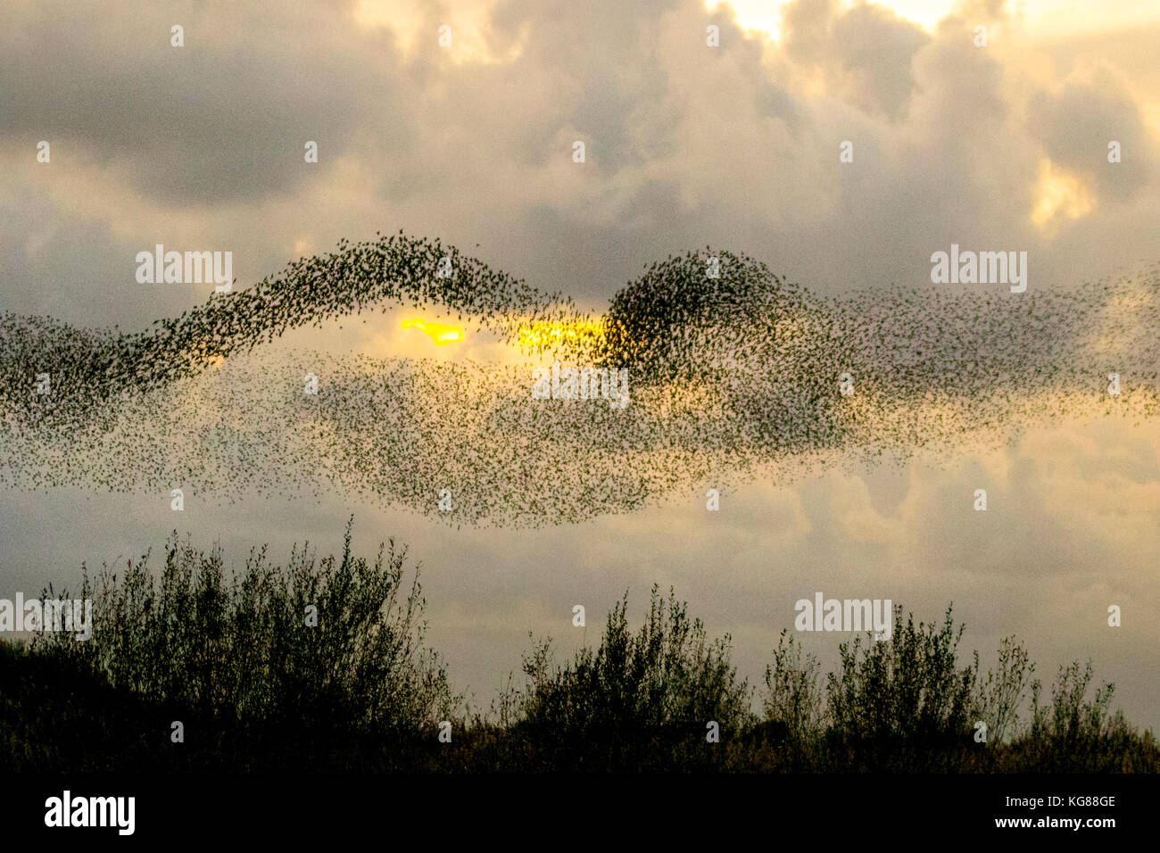 Mumuration hi-res stock photography and images - Alamy