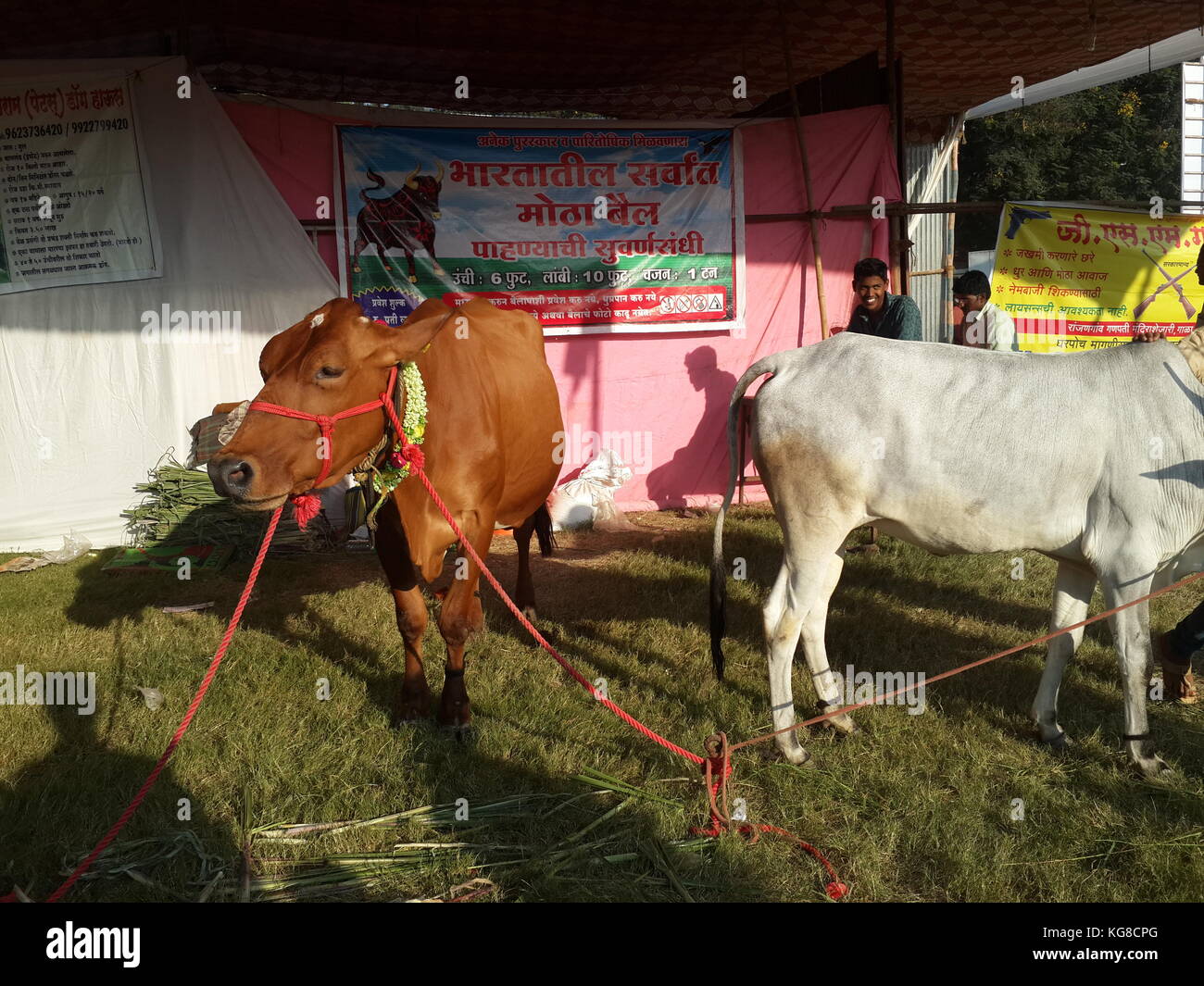 Domestic indian cow hi-res stock photography and images - Alamy