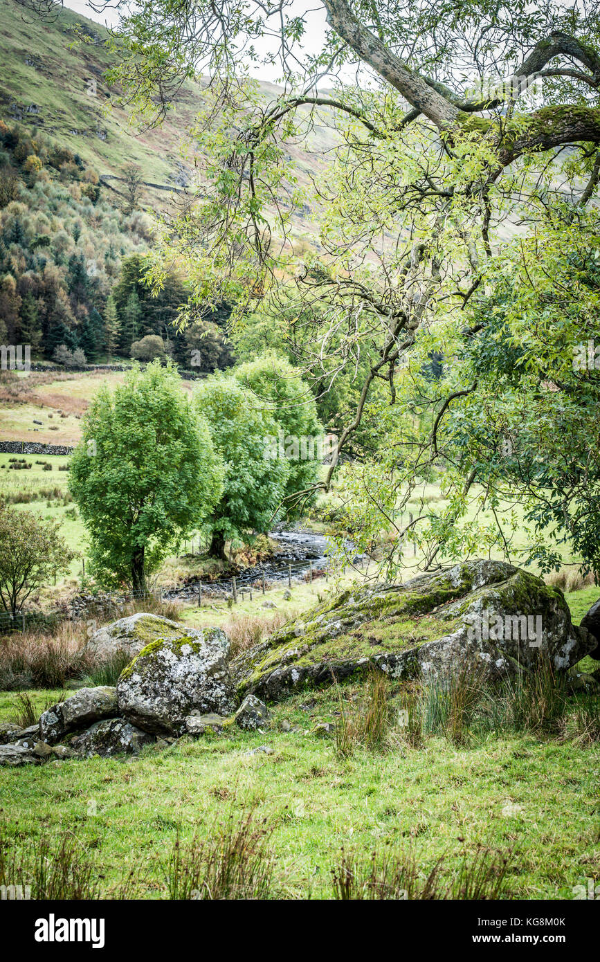 A small copse of trees in a meadow near Coniston in the Lake District ...